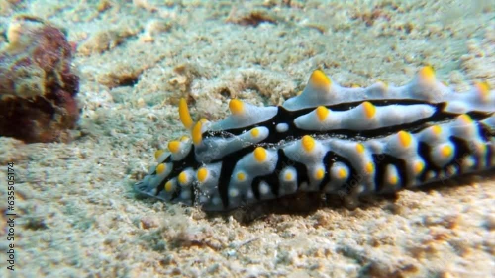 Nudibranch mollusc sea slug on seabed of Philippine Sea. Multicolored ...
