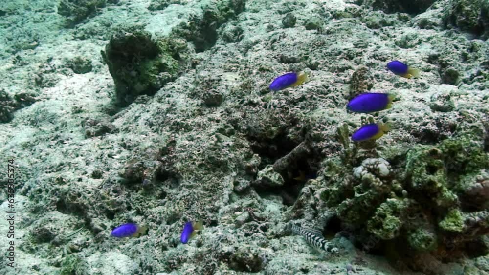 Bright blue fish on underwater coral reef of Pacific Ocean, Philippines ...