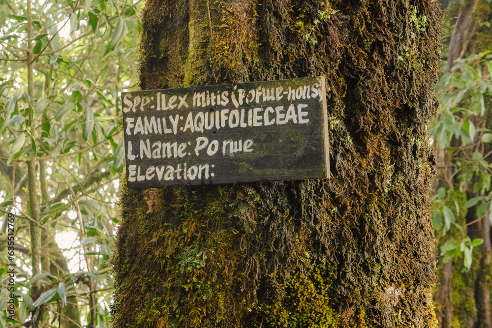 Indigenous trees growing in the wild at Lake Ngosi crater lake in Mount ...