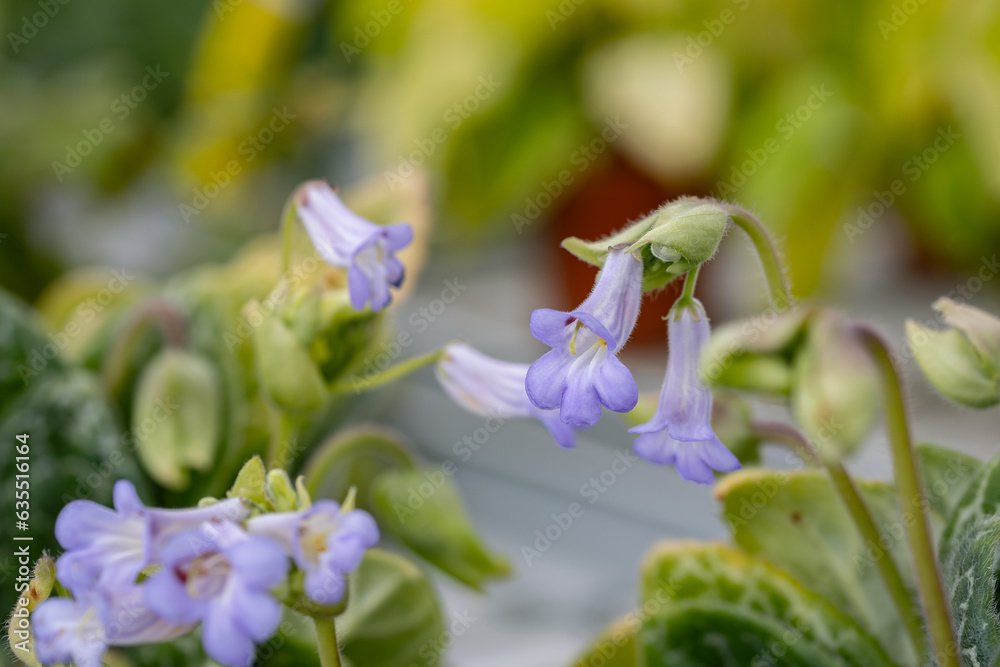 Streptocarpus “Pretty Turtle” flowers. Close up on the flower of this ...