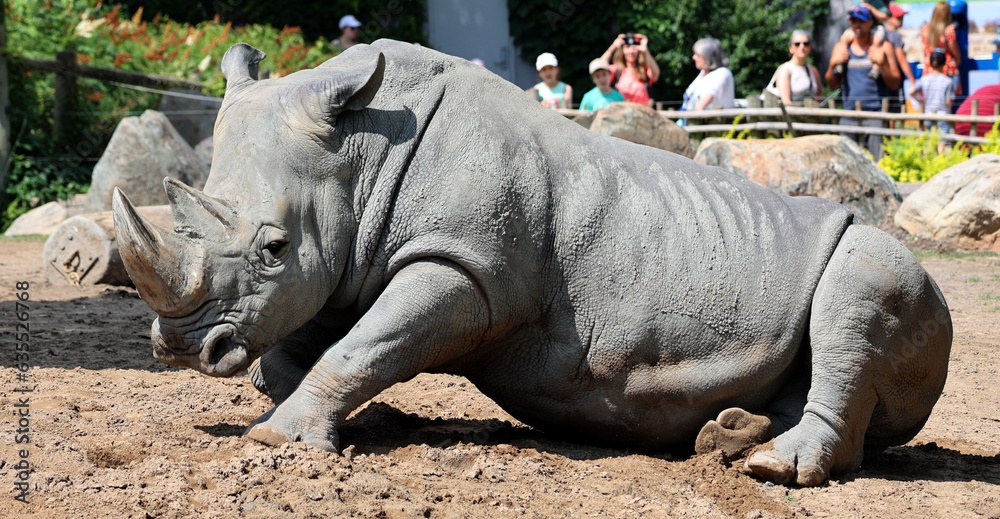 The white rhinoceros or square-lipped rhinoceros is the largest extant ...