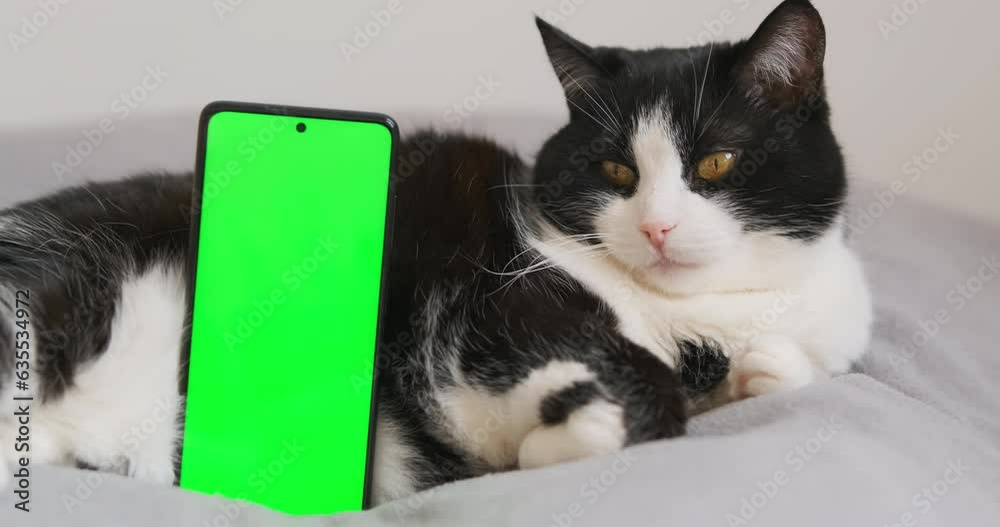 Funny cat looking at phone green screen, chroma key in smartphone ...