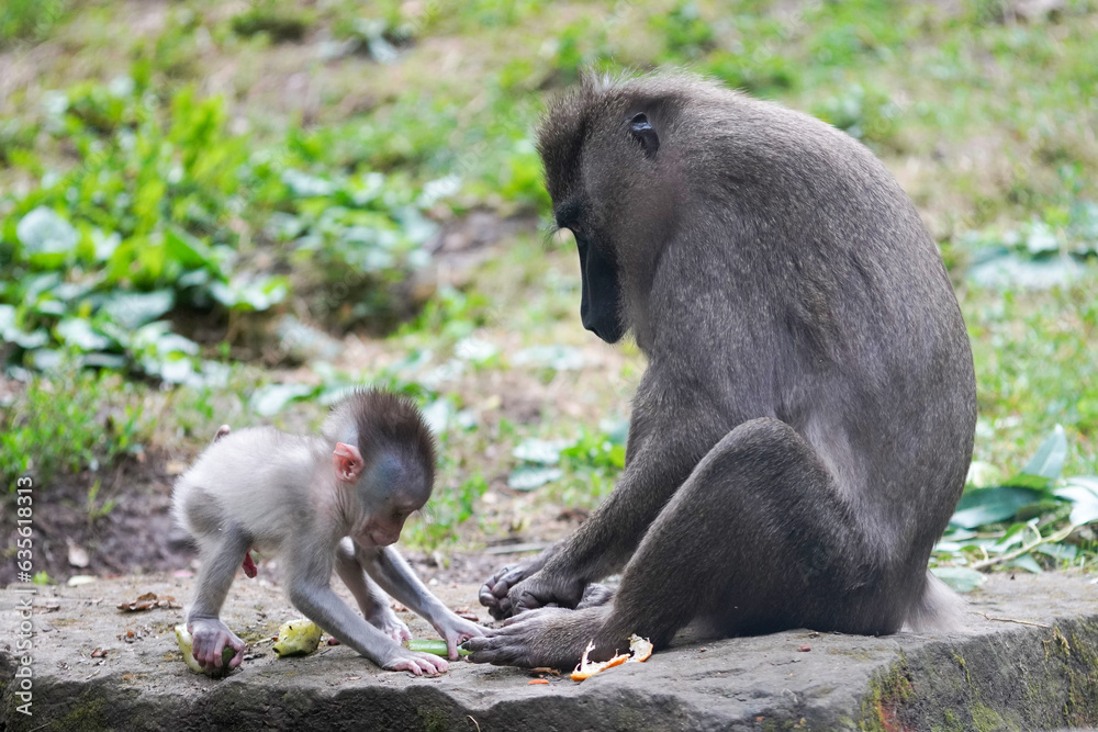Baboon (Papio) is an African monkey from the family of marsupials ...