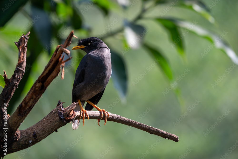 The Javan myna, Acridotheres javanicus, also known as the white vented ...