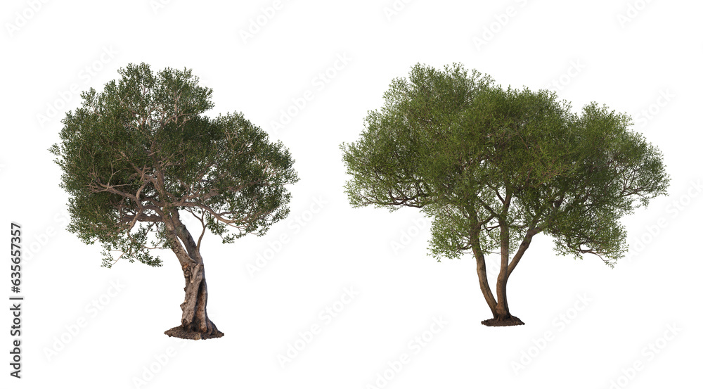 Large olive tree on transparent background Stock Illustration | Adobe Stock