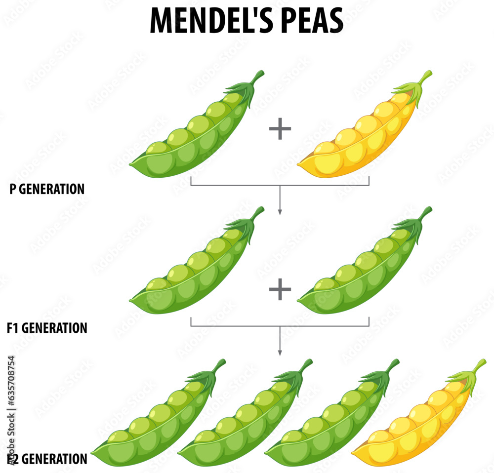 Gregor Mendel's Pea Plant Experiment: A Cartoon Illustration Stock ...