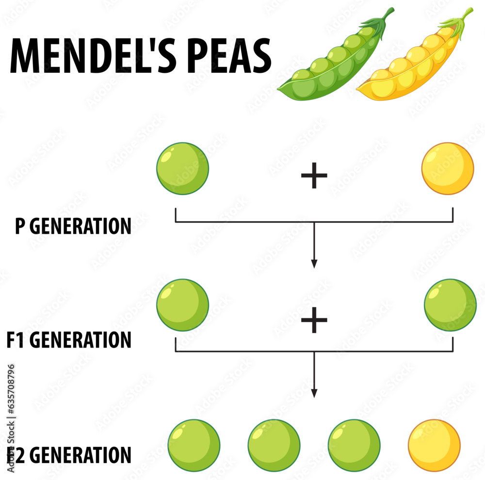 Gregor Mendel's Pea Plant Experiment: A Cartoon Illustration Stock ...