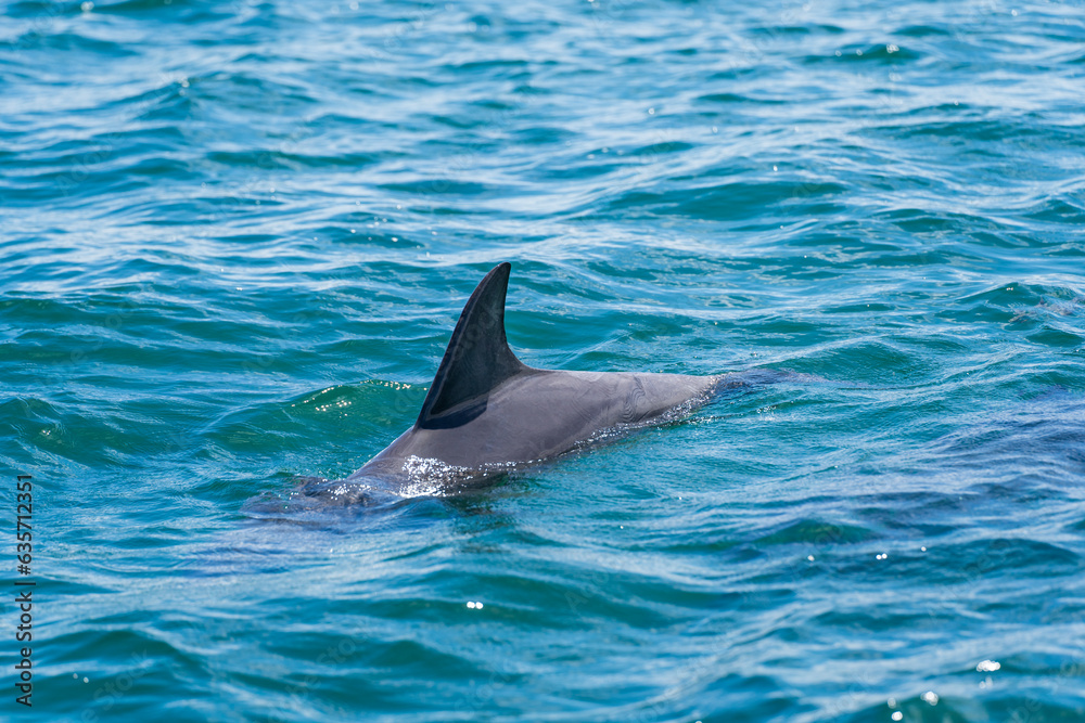 Wild dolphins in Koombana Bay. Bunbury, Western Australia. Stock Photo ...