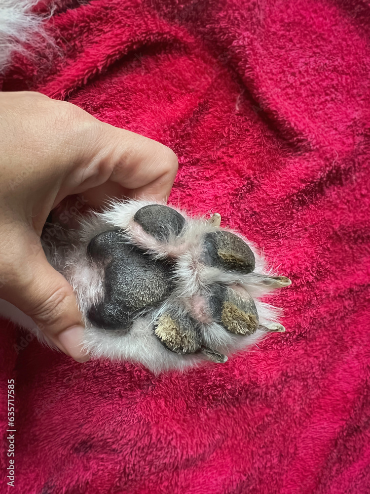 Rough thickness and dry skin texture on dog paw.The Nasodigital ...