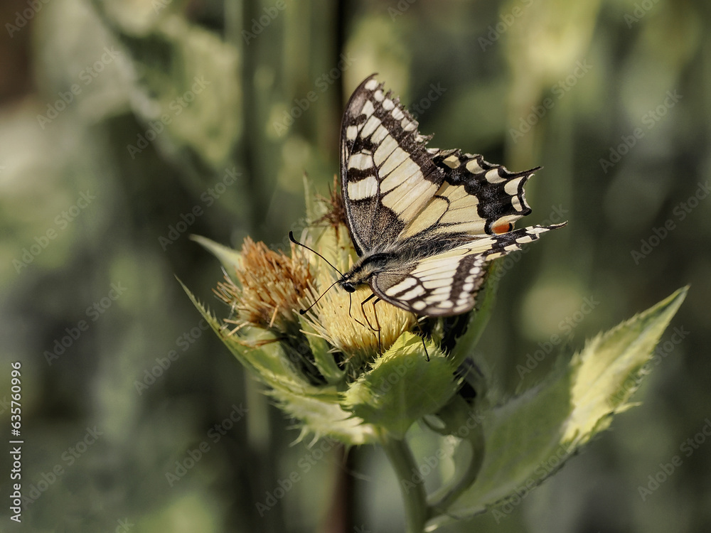 Swallowtail butterfly (Papilio machaon) - a species of day butterfly ...