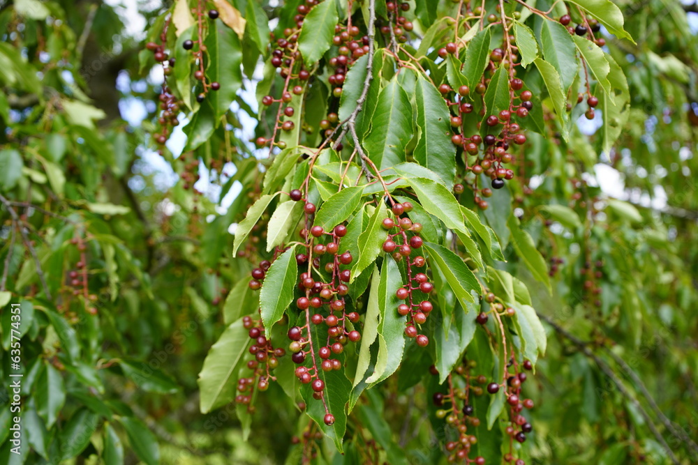 Prunus serotina, commonly called black cherry, wild black cherry is a ...