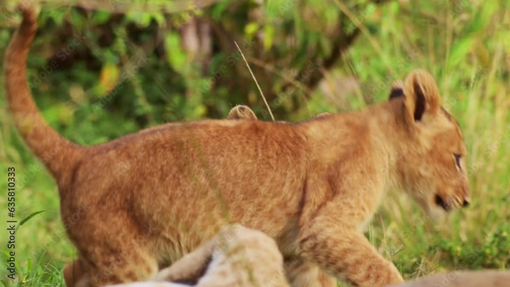 Cute baby lion cubs playing cheekily with each other and mother ...