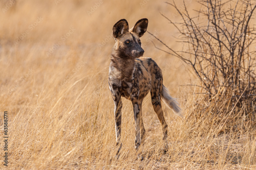 African wild dog (Lycaon pictus) standing on savanna in tall grass ...