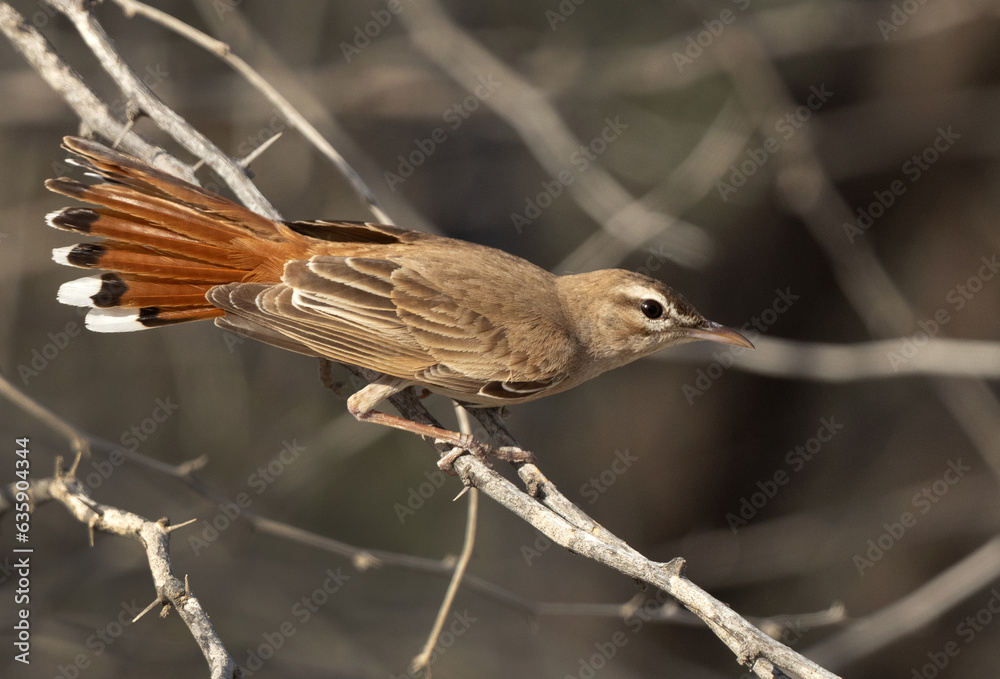 Rufous-tailed Scrub Robin fanning its tail at Hamala, Bahrain Stock ...