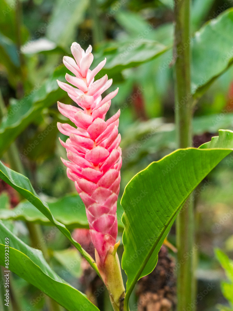Red ginger (Alpinia purpurata) growing in the rainforest at Playa ...