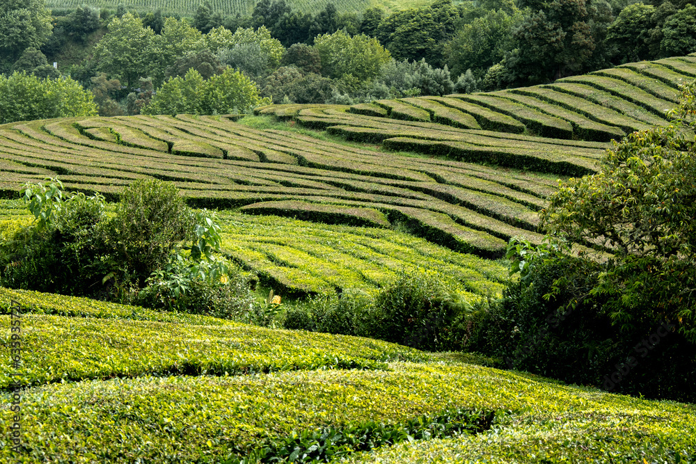 Tea plantation field lines on Sao Miguel island, Azores Islands ...