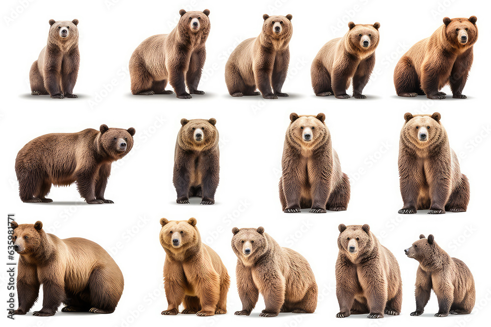 Wildlife animals bears banner Collection background Stock Illustration ...