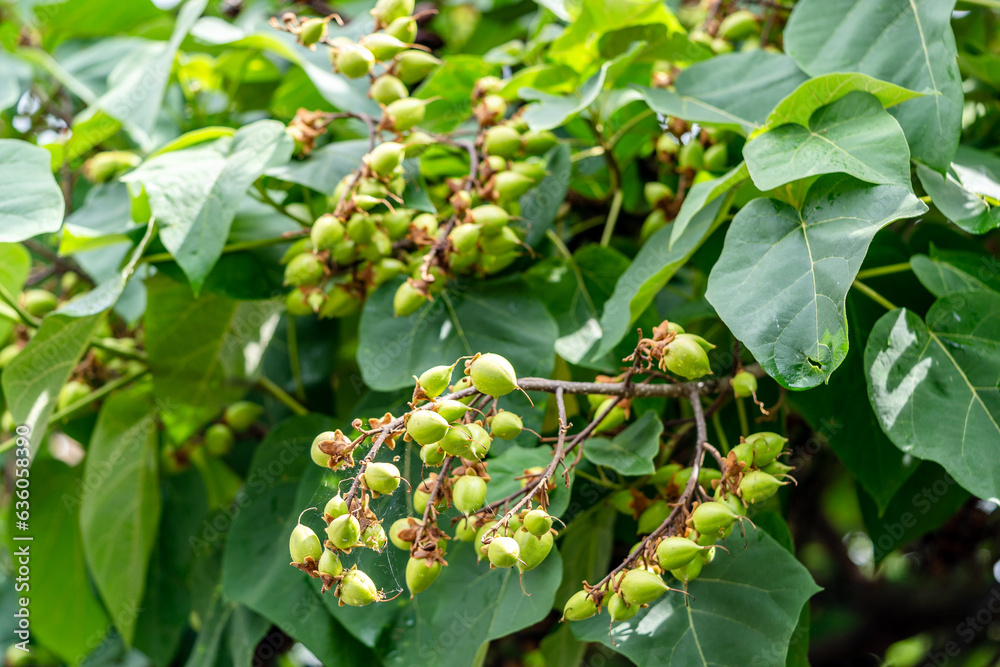 fruit of the foxglove or empress tree Paulownia tomentosa a deciduous ...