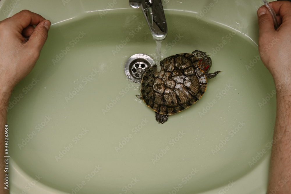 Washing the red-eared turtle in the sink Stock Photo | Adobe Stock