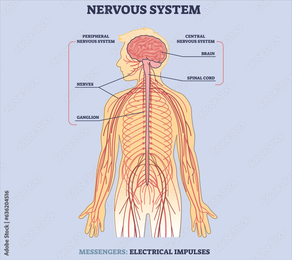 Medical Education Chart of Biology for Nervous System Diagram. Vector ...