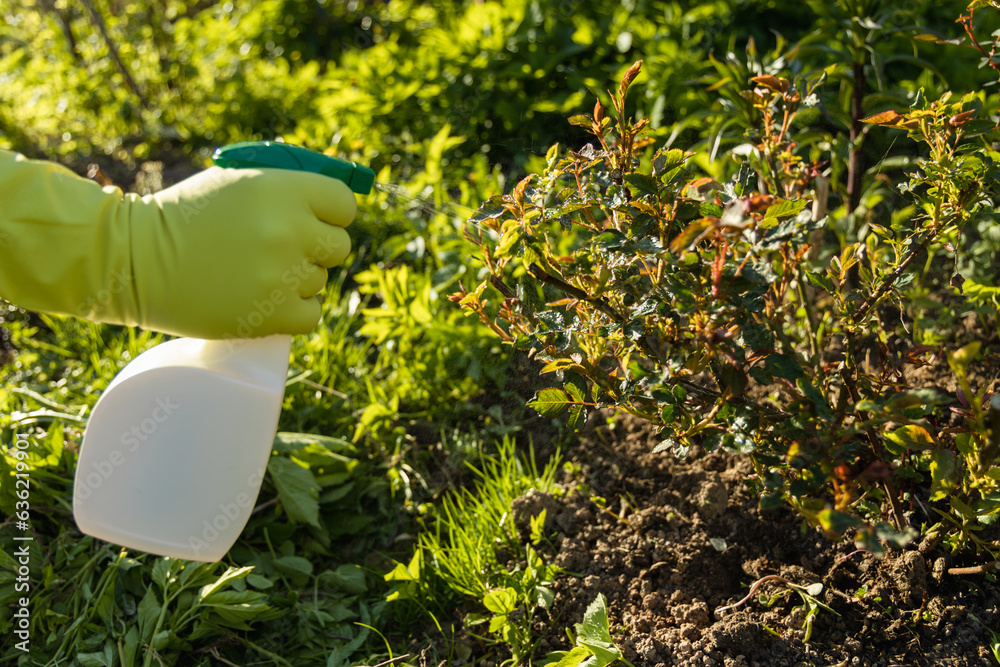 Treatment of roses from pests, aphids and fungi. Remedy for roses from ...