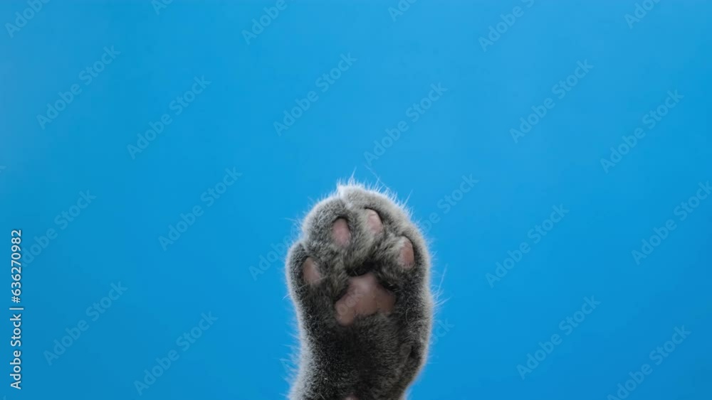 A cat's paw of a British cat leads on a blue screen. Chroma key blue ...