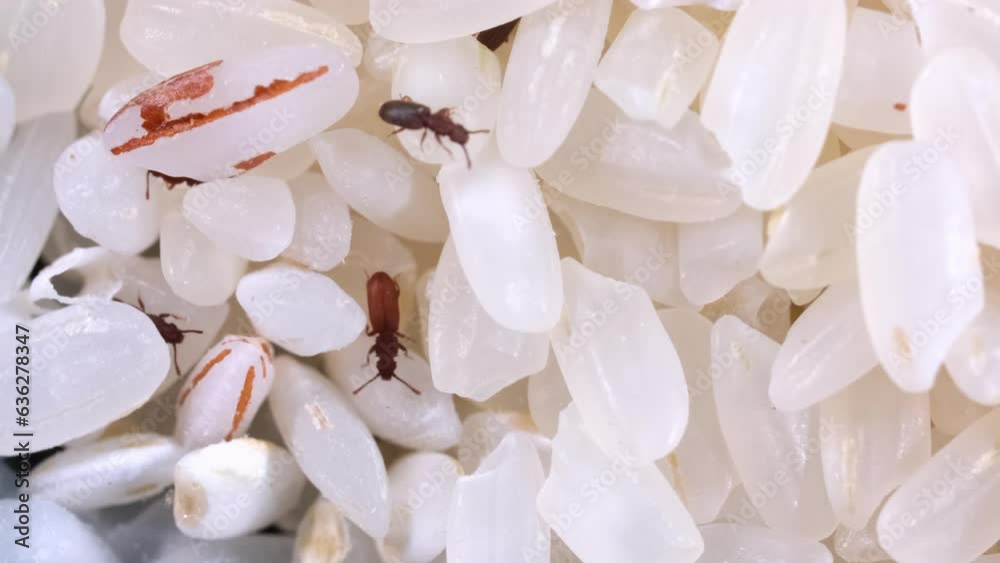 Rice weevils crawl and feed on white rice. Macro weevils close-up ...