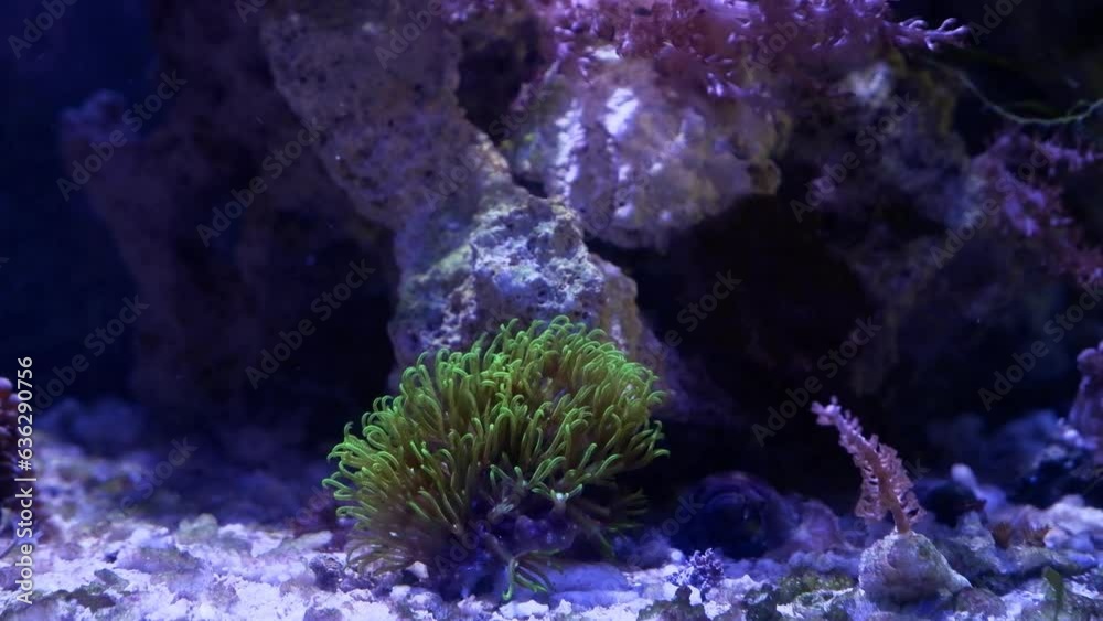 green star polyp colony, organism long tentacle move in circular flow ...