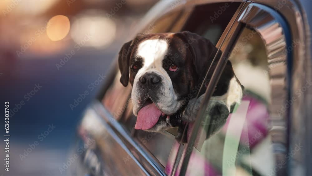 Friendly boxer dog going on a road trip with the family, looking out ...