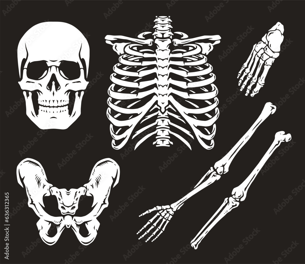 Disassembled skeleton monochrome set stickers Stock Vector | Adobe Stock