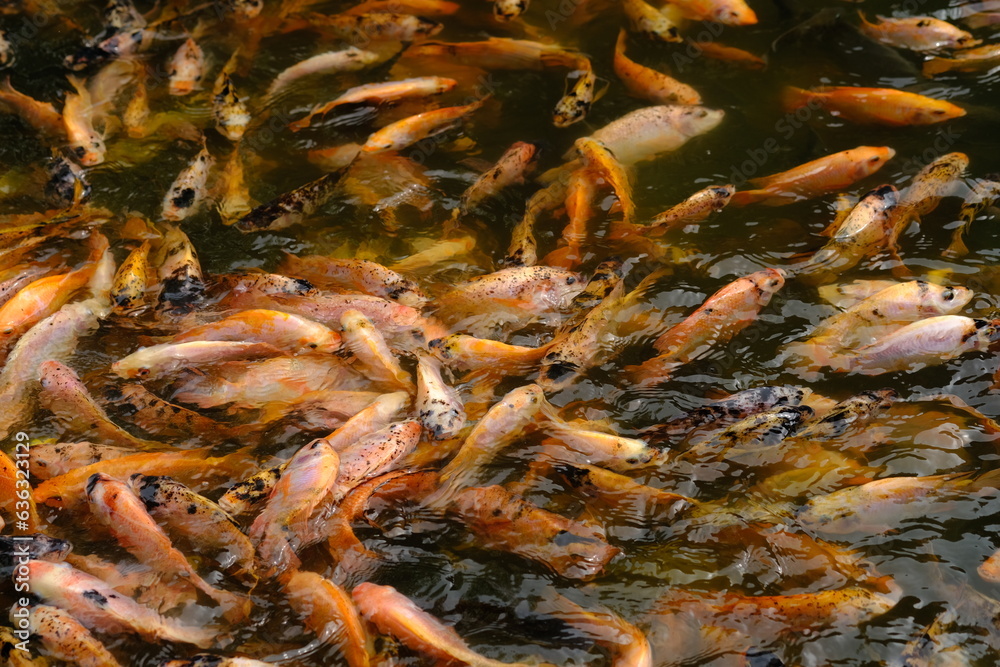 orange yellow black tilapia in a fresh water pond. natural background ...