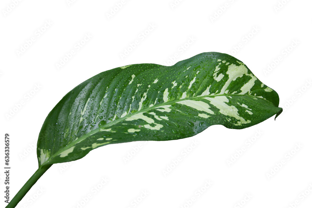 Dieffenbachia Puerto Rico Variegated, Dumb cane has beautiful pattern ...