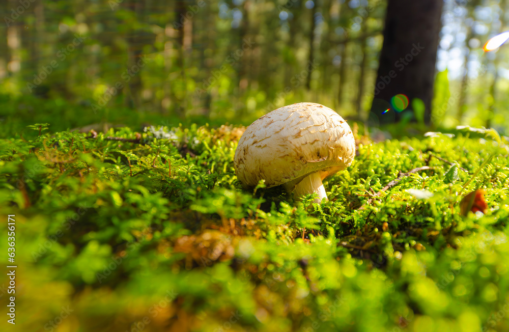 Edible agaricus bisporus button mushroom in a moss forest. A common ...
