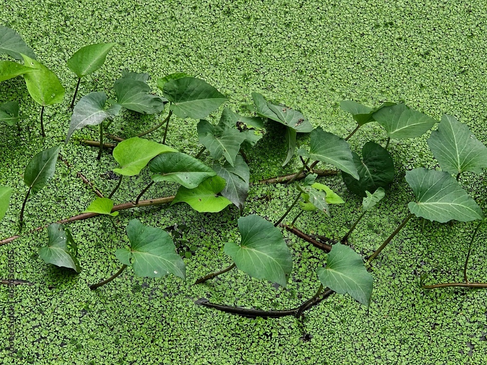 Kolmi plant growing on the water, Ipomoea aquatica, widely known as ...