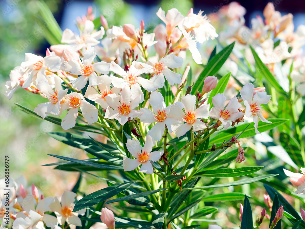 Nerium oleander. Ornamental shrub with clusters of five-lobed white ...