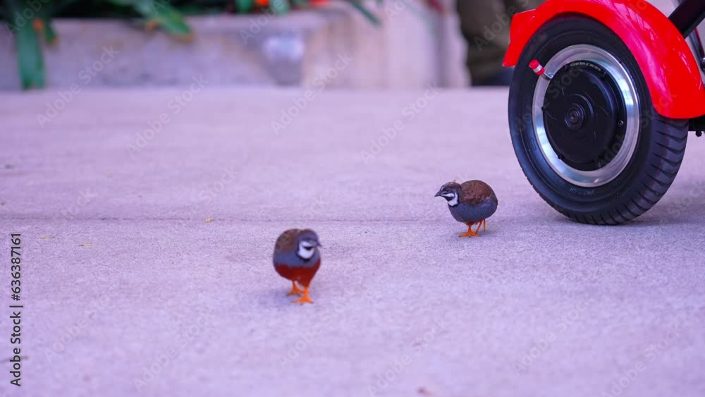 Pair of Button quail or Chinese painted quail, small bird of the family ...
