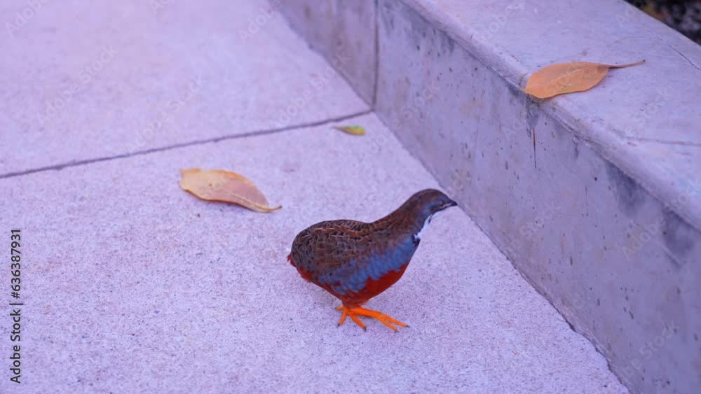 Cute King quails or Asian blue quails in the Gage Park Tropical exotic ...