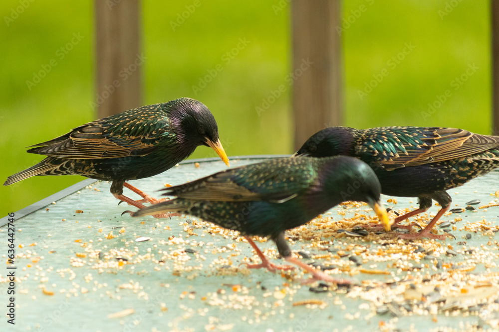 Starlings to me really are beautiful birds. I love the white spots on ...