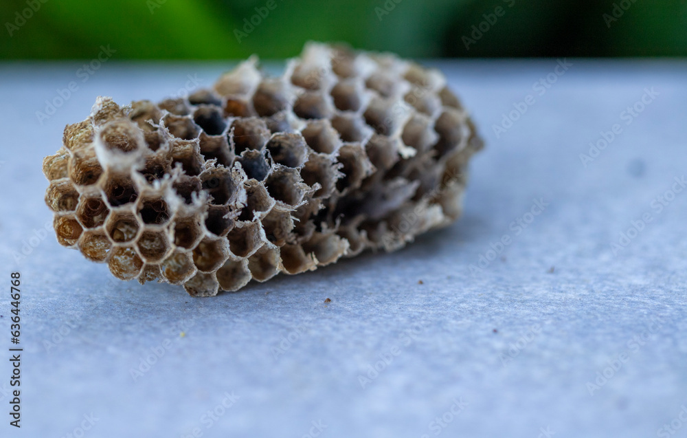 Foto de Honeycomb Worlds - A glimpse into the interior of a wasps nest ...