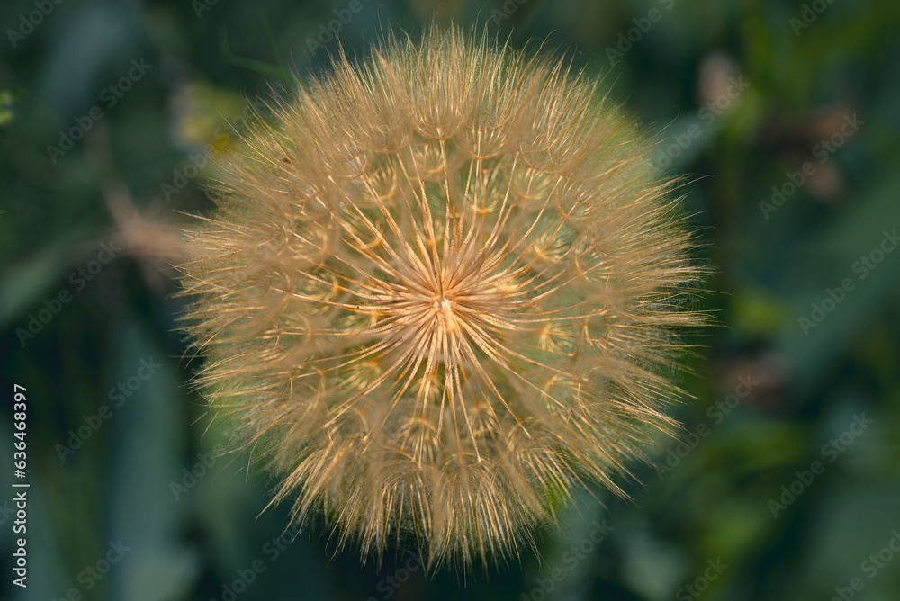 Tragopogon, also known as goatsbeard or salsify, is a genus of ...