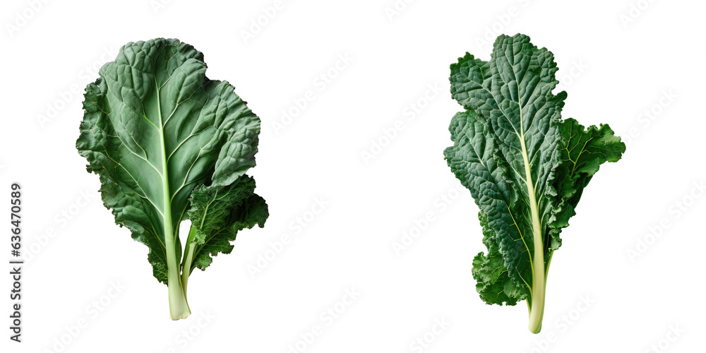 Italian kale leaves positioned on transparent background for ...