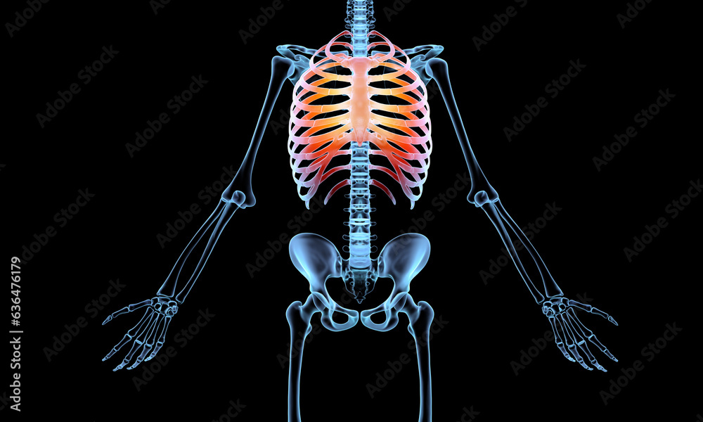 x ray of a human skeleton with rib highlights Stock Illustration ...