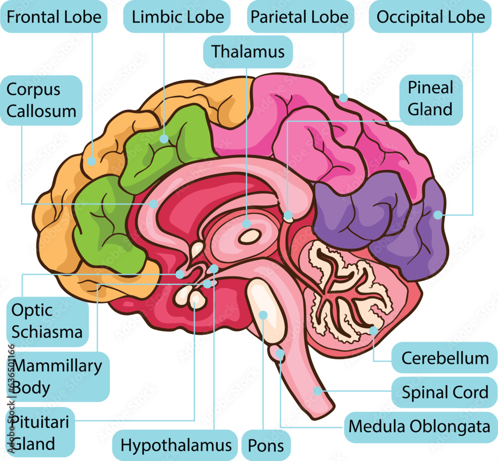 Inside Human Brain Body Parts Anatomy Stock Vector | Adobe Stock