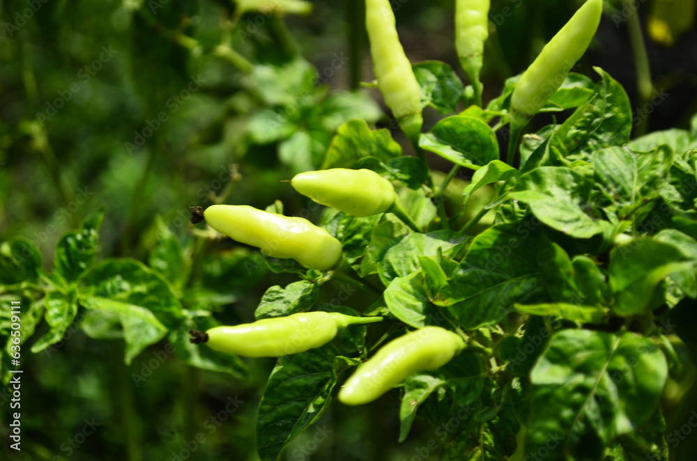 Chili plants thrive, the fruit is ripe, ready to be harvested by ...