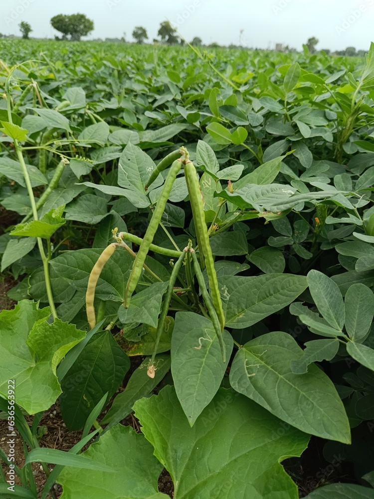 Flower of Ladies finger plant, also known as bhendi, bhindi, bamia ...