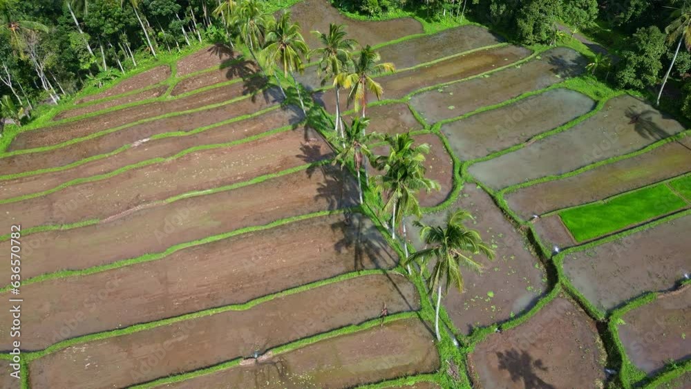 Rice paddy field landscape in Indonesia. Drone image of rice terrace ...