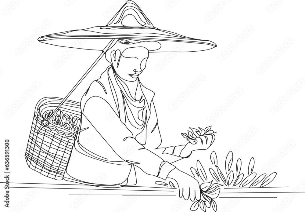 One-Line Drawing: Assamese Woman in Traditional Hat Gathering Tea ...