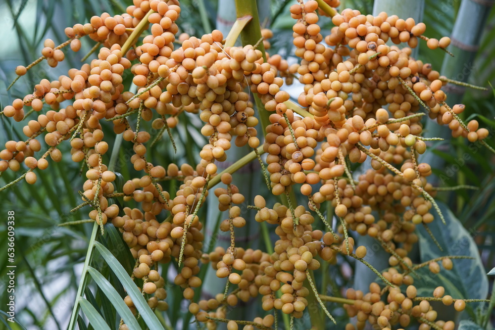 Dypsis lutescens, also known as golden cane palm, areca palmis a ...