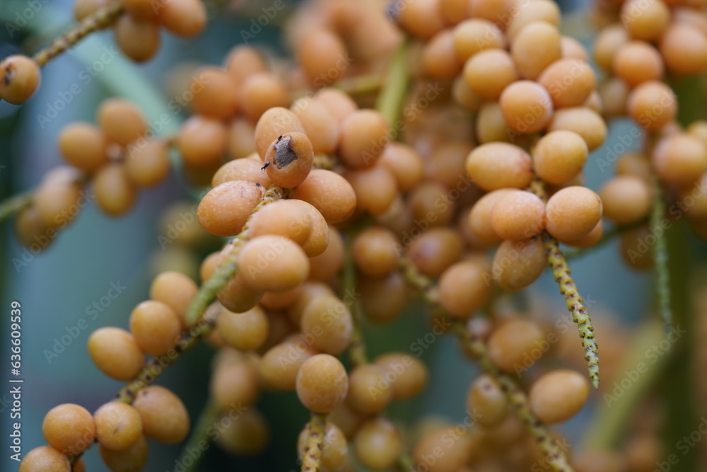Dypsis lutescens, also known as golden cane palm, areca palmis a ...