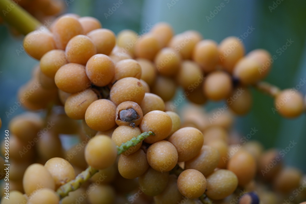 Dypsis lutescens, also known as golden cane palm, areca palmis a ...